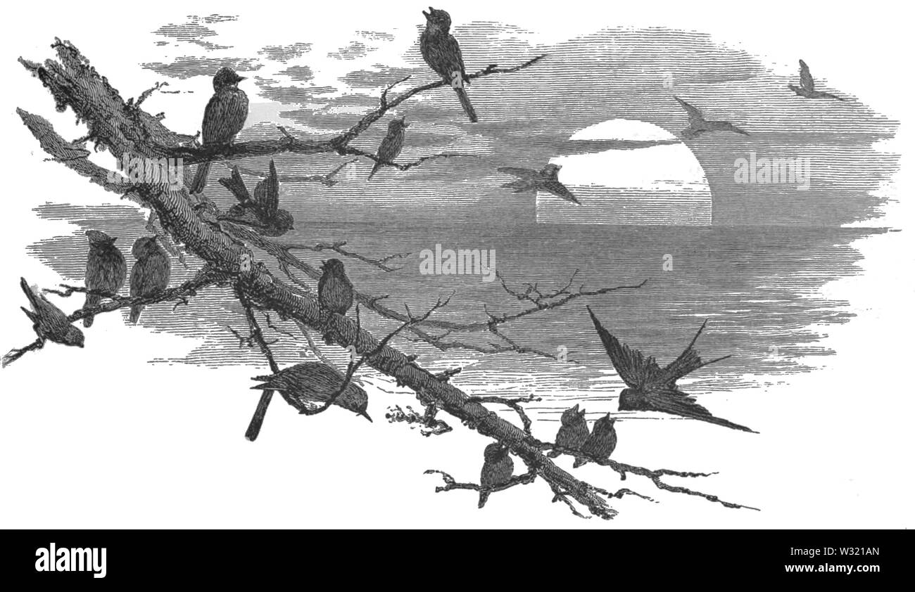 Bird groups Black and White Stock Photos & Images - Alamy