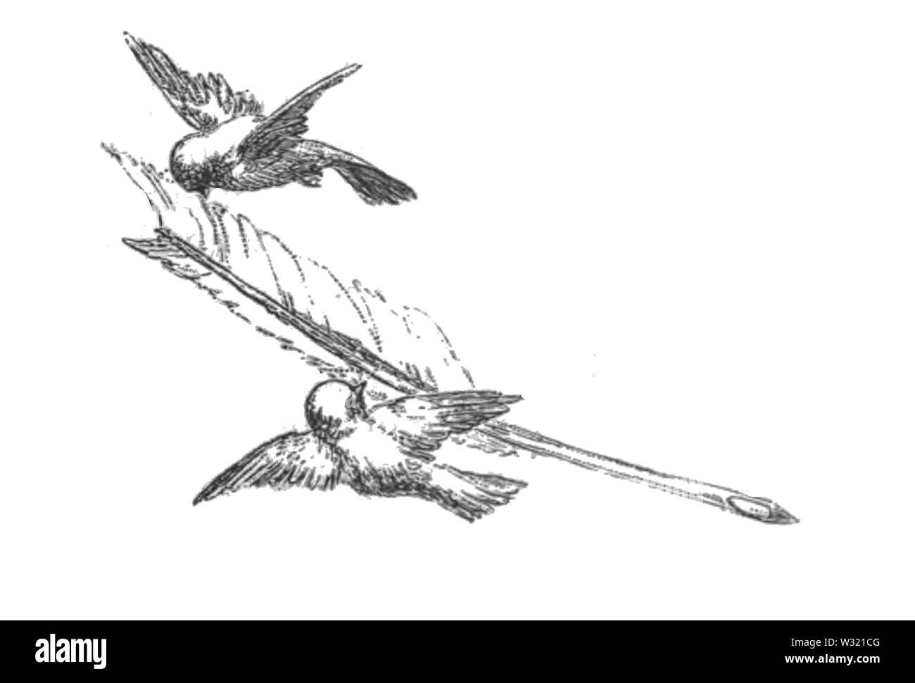 History of birds Cut Out Stock Images & Pictures - Alamy