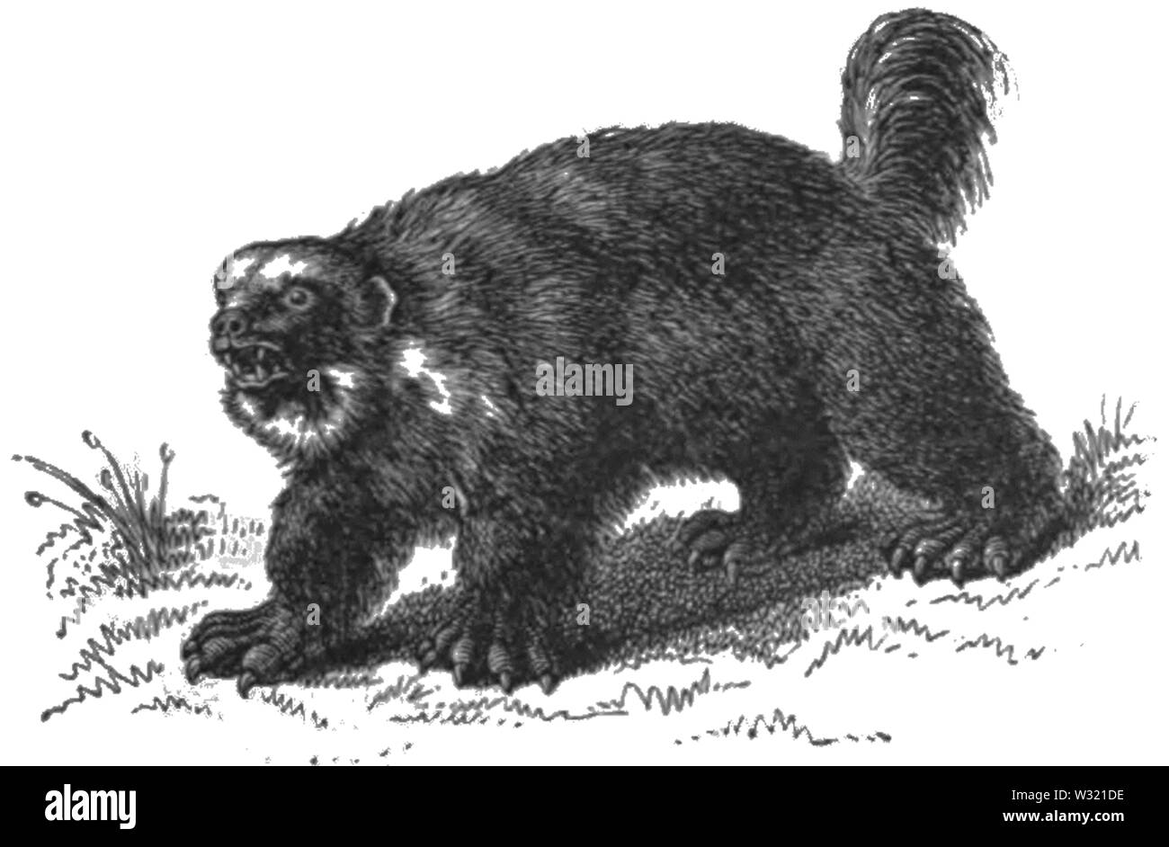 SMO V12 D547 Wolverine Stock Photo - Alamy