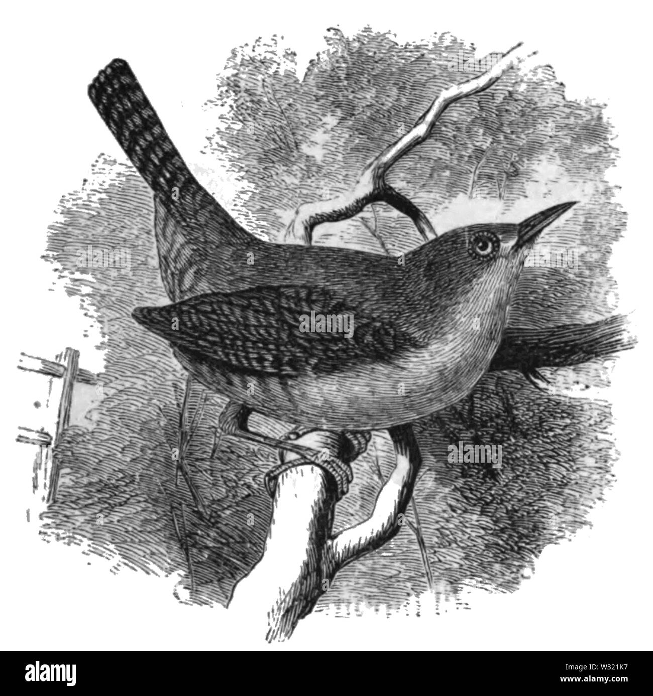 SMO V12 D699 Common house-wren Stock Photo - Alamy