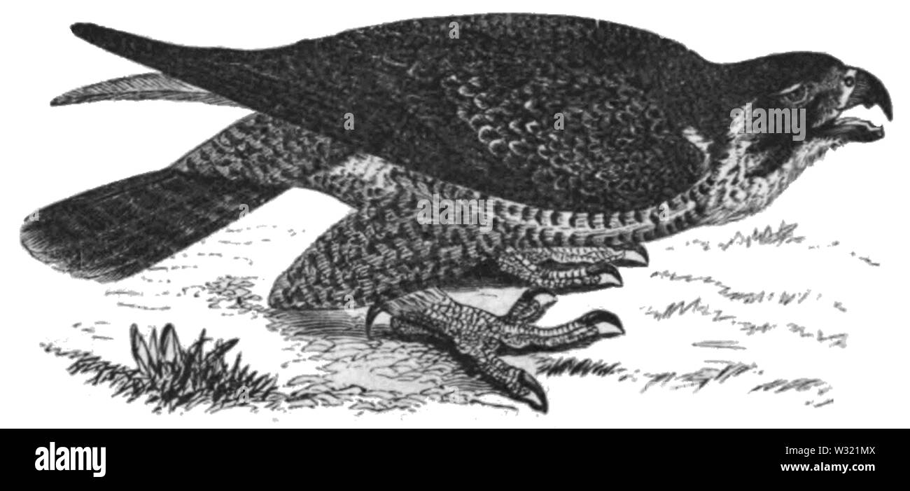 SMO V12 D697 Duck hawk or peregrine falcon Stock Photo - Alamy