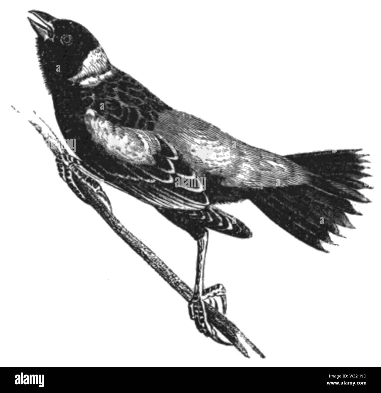 The bobolink Black and White Stock Photos & Images - Alamy