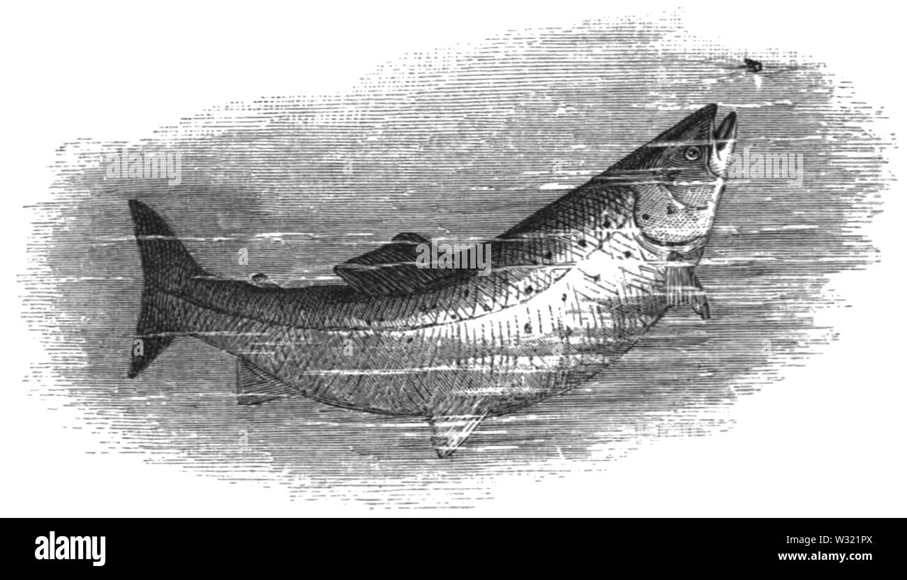 Been adapted Cut Out Stock Images & Pictures - Alamy