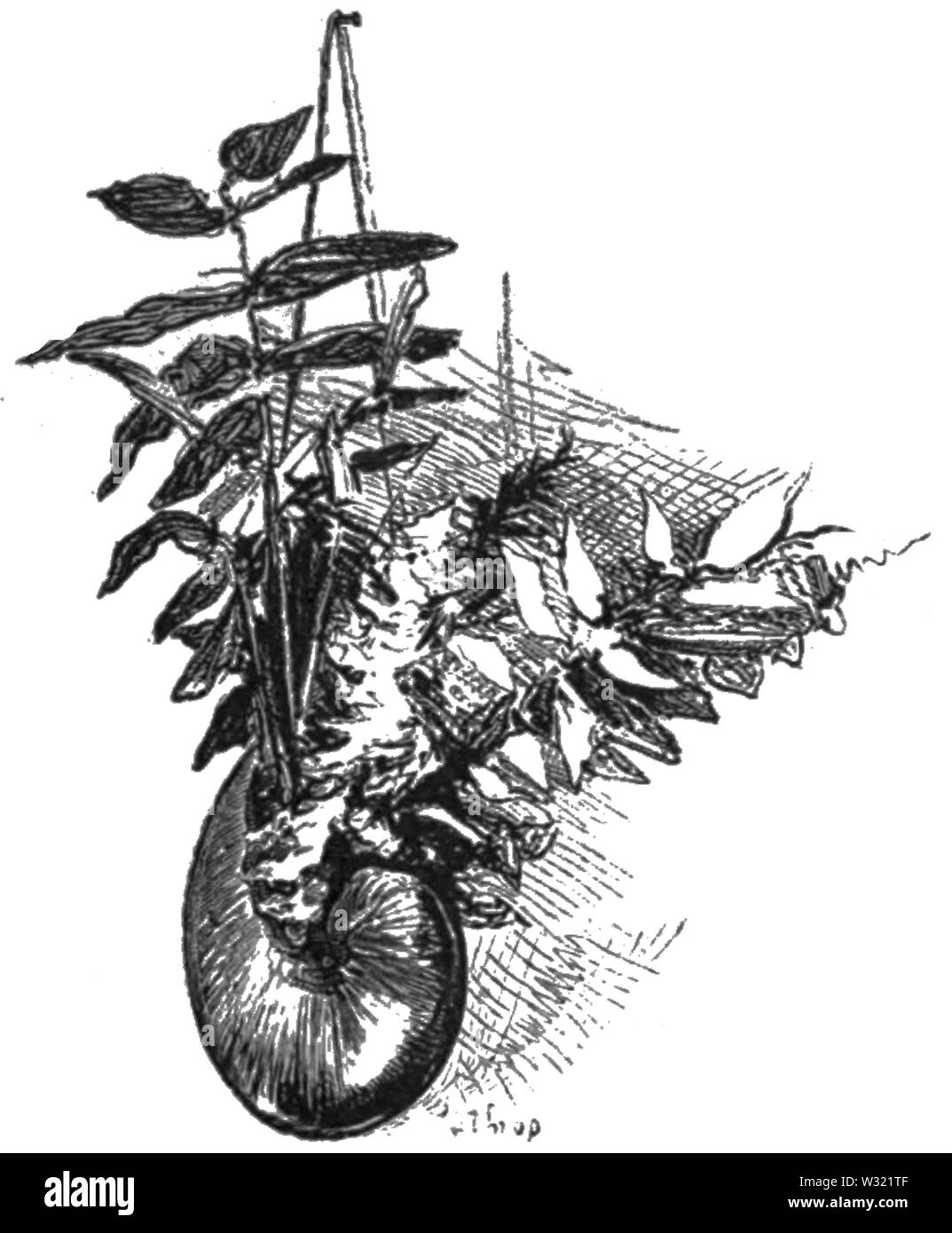 Typical decoration Black and White Stock Photos & Images - Alamy