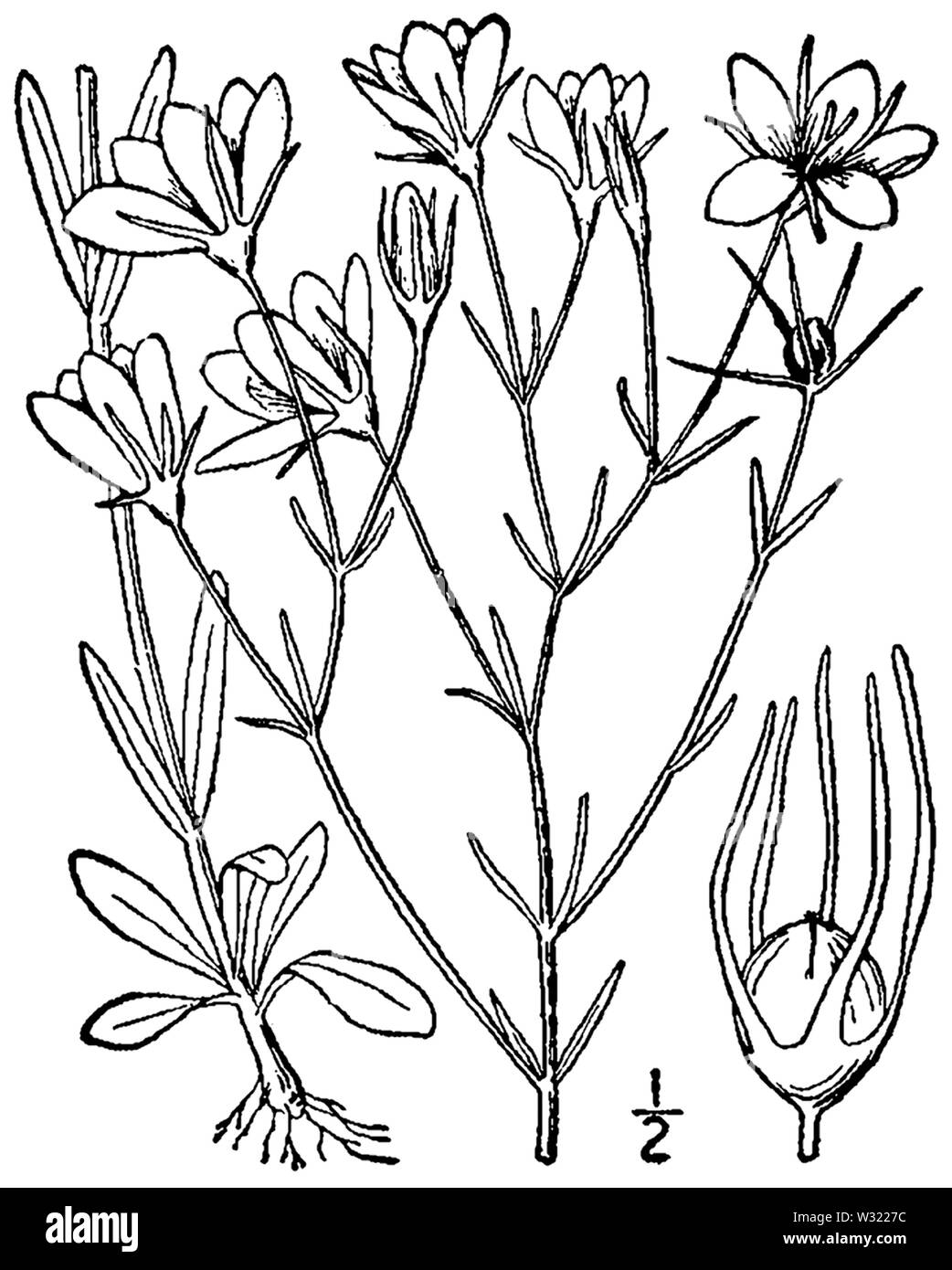 Sabatia campanulata hi-res stock photography and images - Alamy