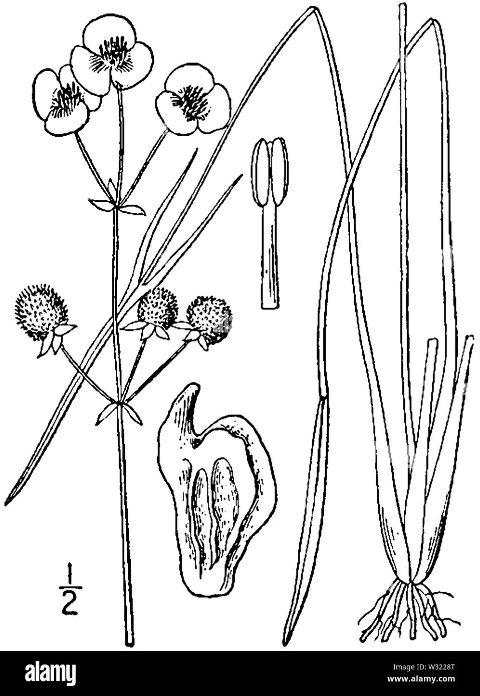 Sagittaria engelmanniana drawing Stock Photo - Alamy