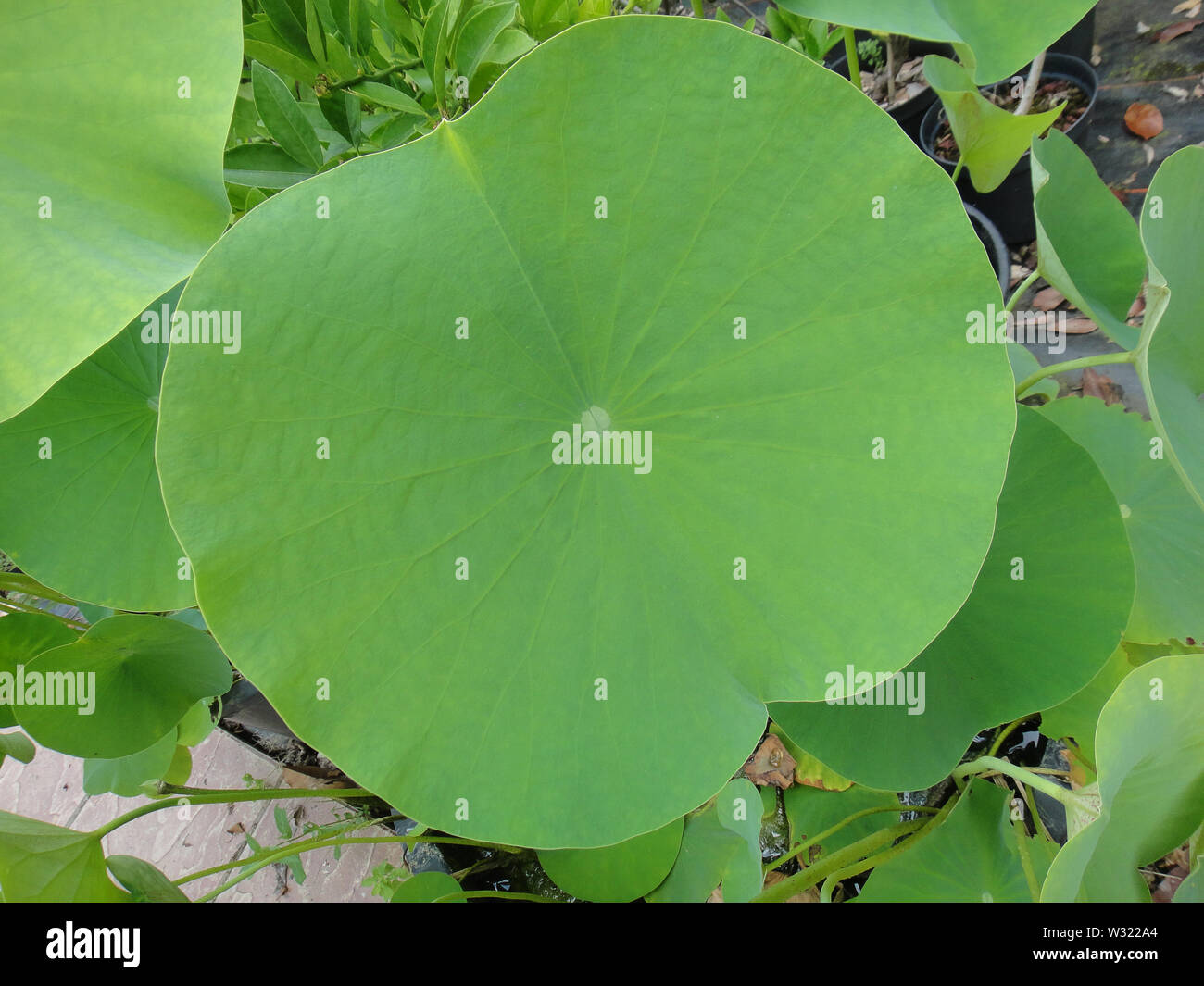 Mega leaf Nelumbo nucifera macro background east indian lotus fine art ...