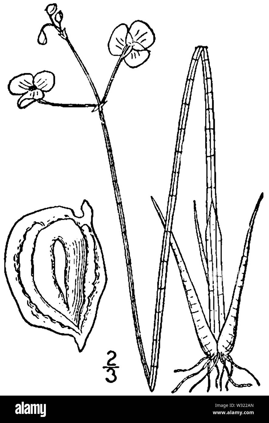 Sagittaria teres drawing Stock Photo - Alamy