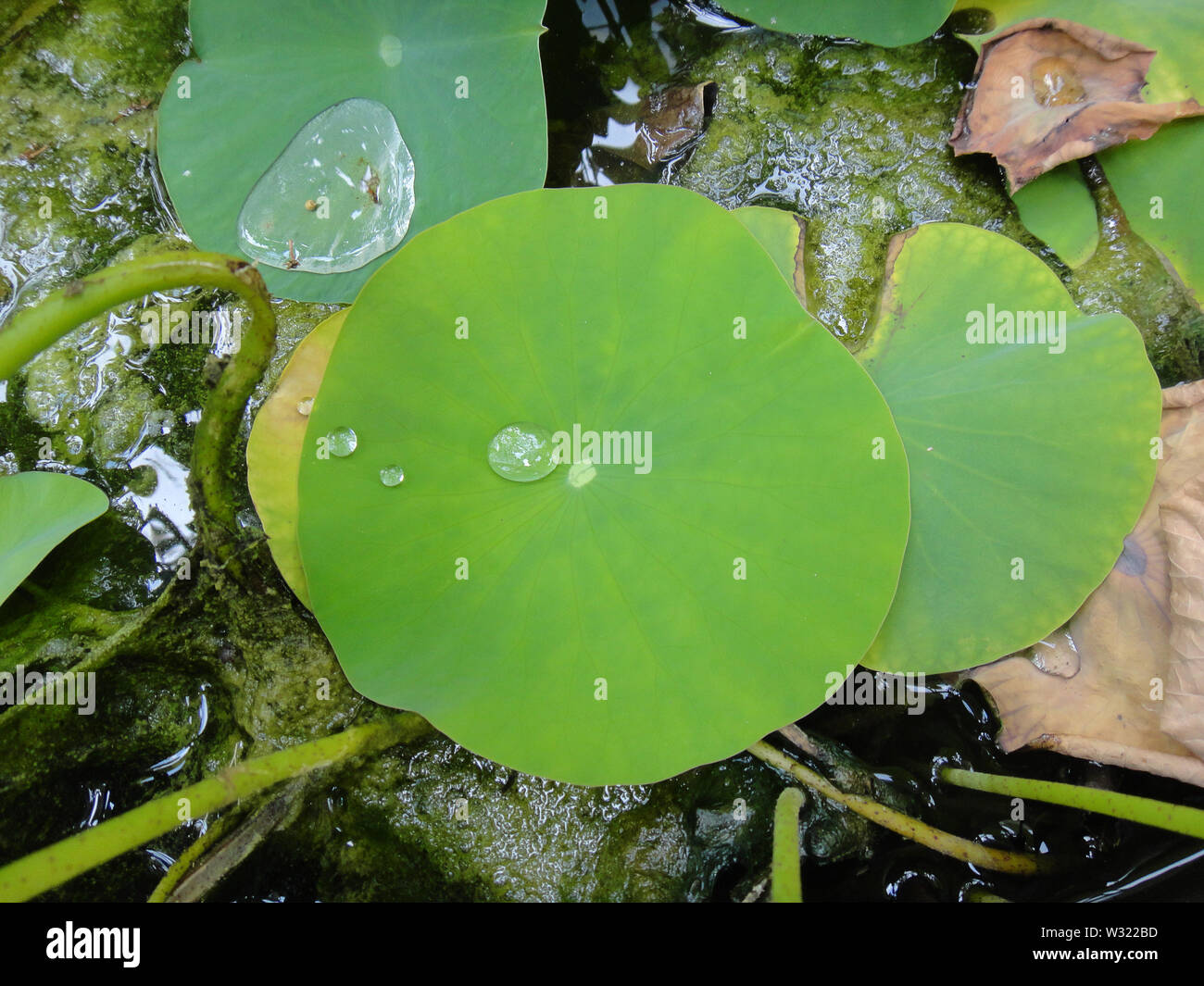 Mega leaf Nelumbo nucifera macro background east indian lotus fine art ...