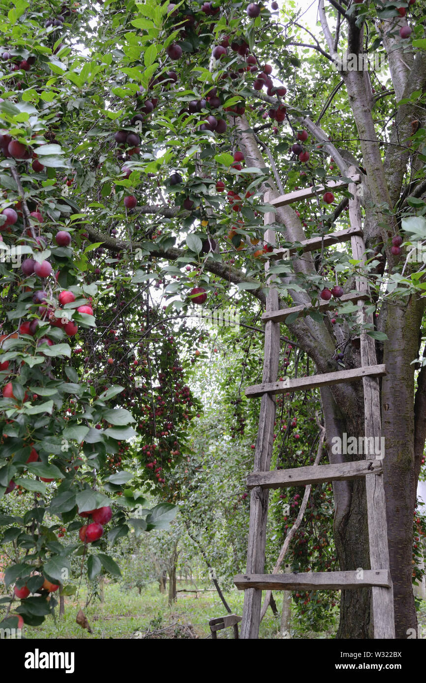 Ladder leaning against tree hi-res stock photography and images - Alamy