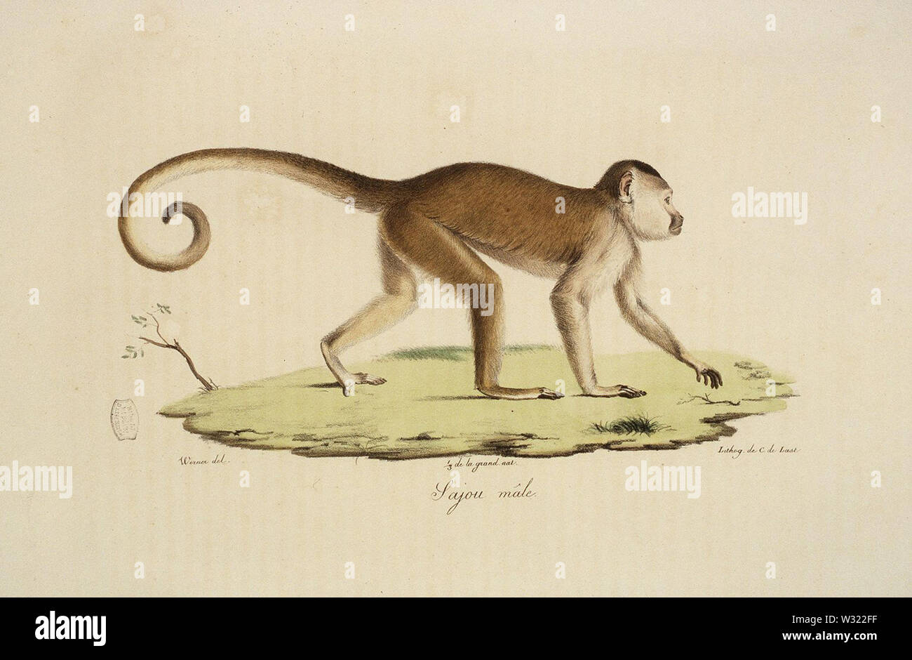 Sajou hi-res stock photography and images - Alamy