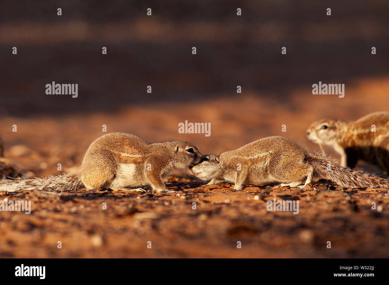 African squirrel hi-res stock photography and images - Alamy