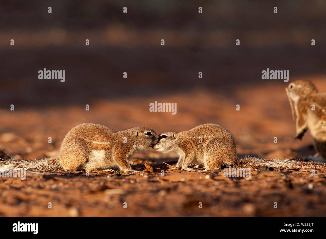 African squirrel hi-res stock photography and images - Alamy