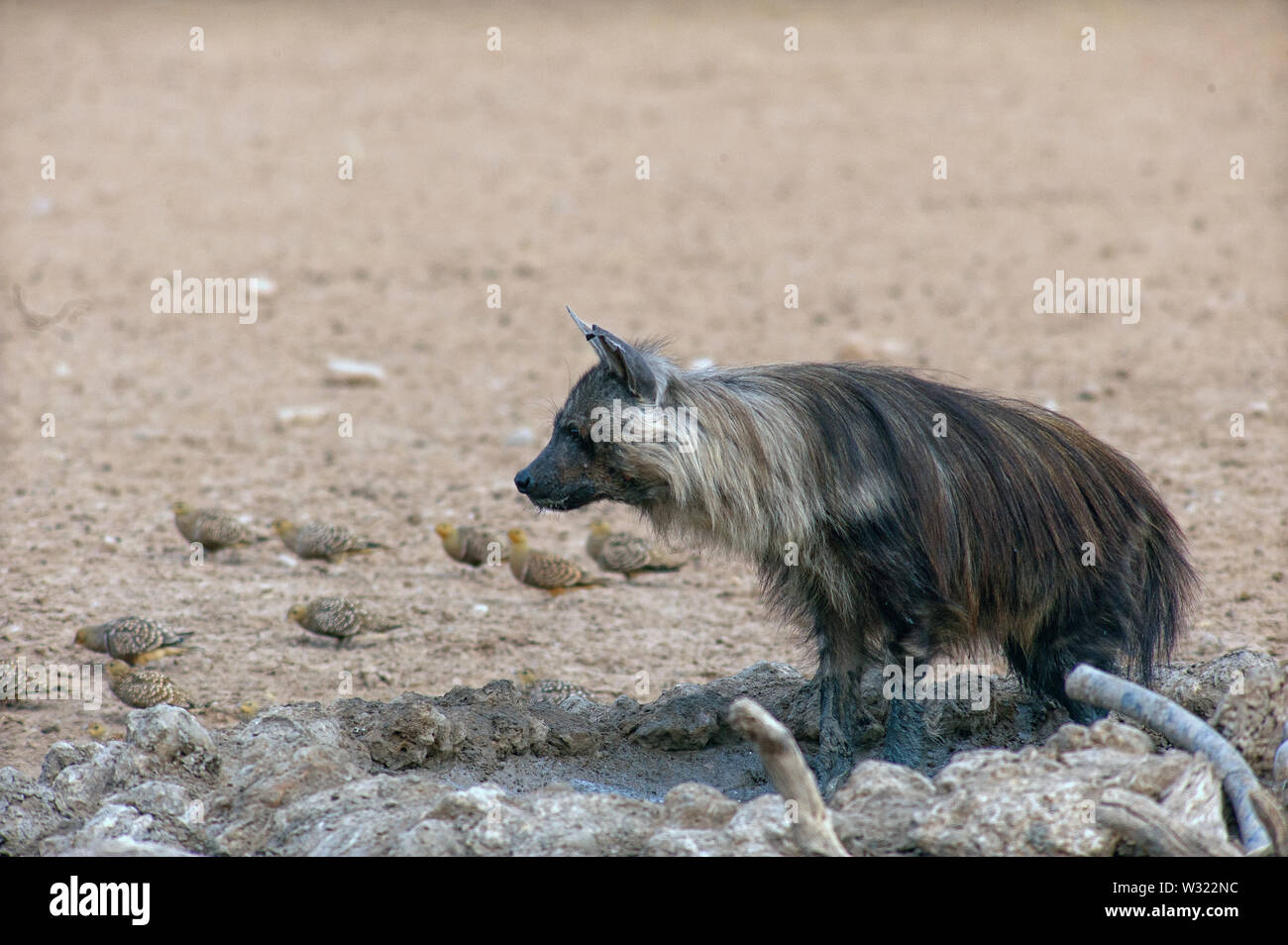 Brown Hyena at a waterhole at Kgalagadi Transfonier Park, South Africa ...