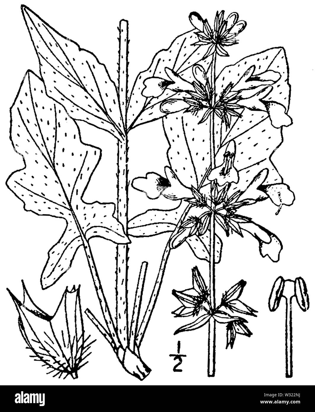 Salvia lyrata hi-res stock photography and images - Alamy