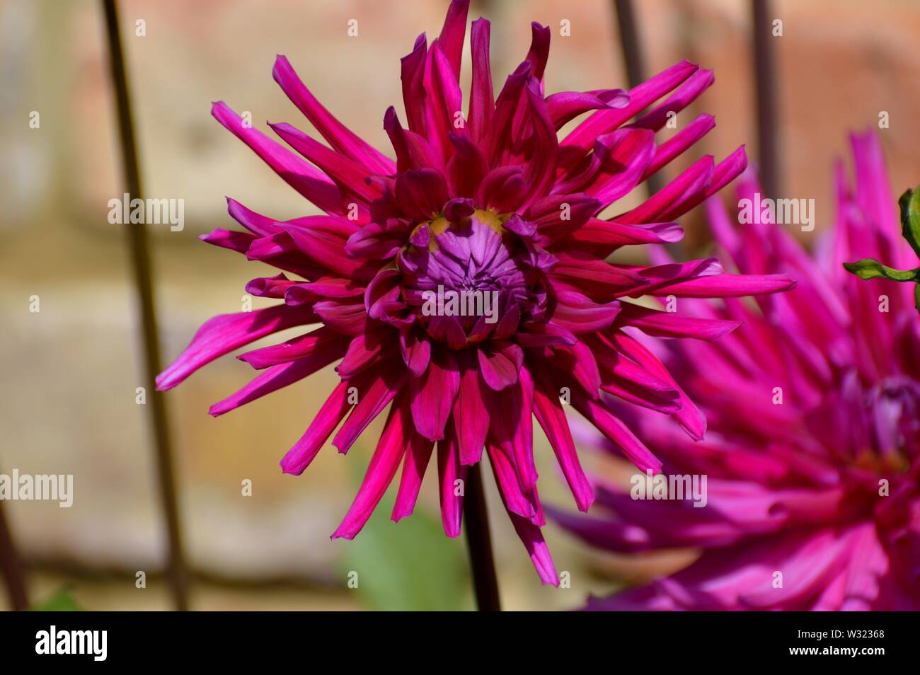 Close up flowers in the garden Stock Photo - Alamy