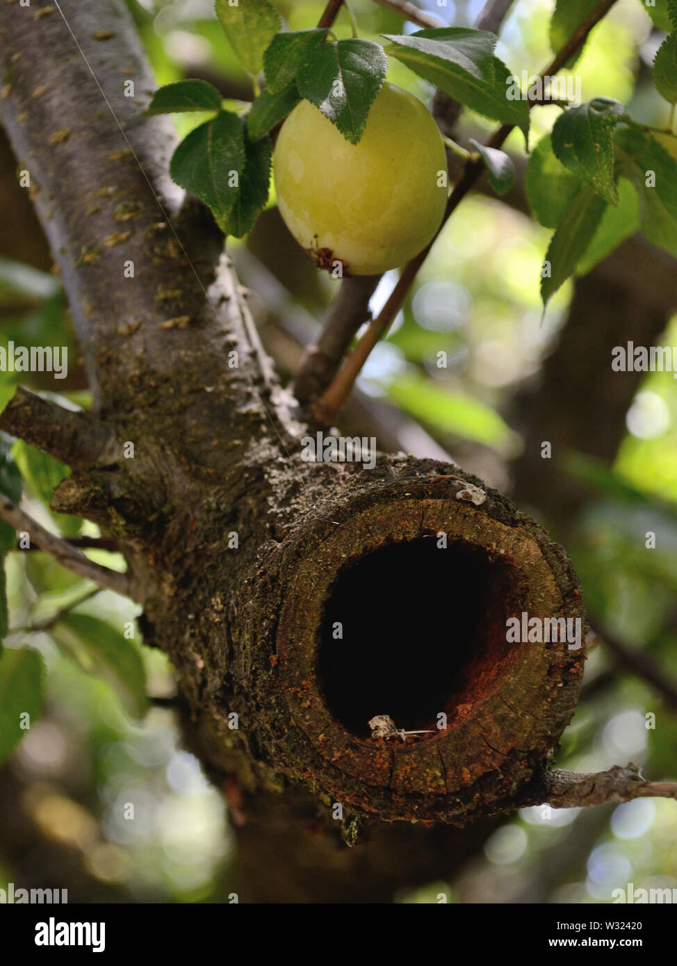 Hole in the branch hi-res stock photography and images - Alamy