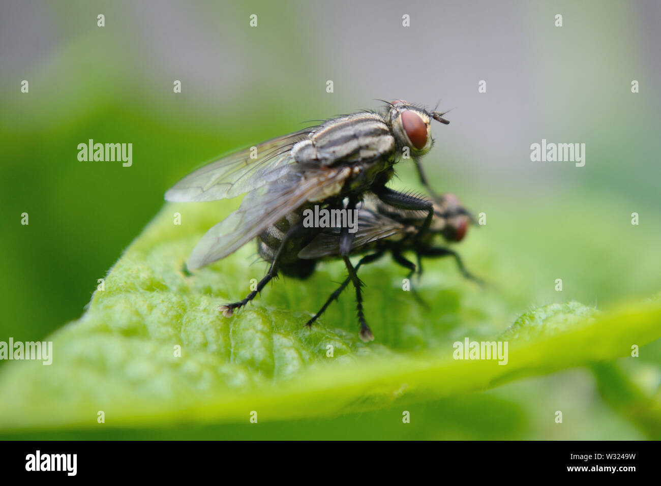 Flesh flies mating, close up Stock Photo - Alamy