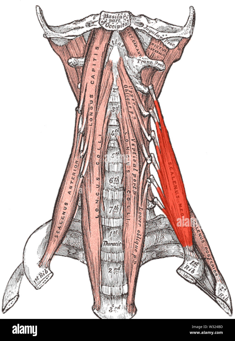 Scalenus medius Stock Photo - Alamy