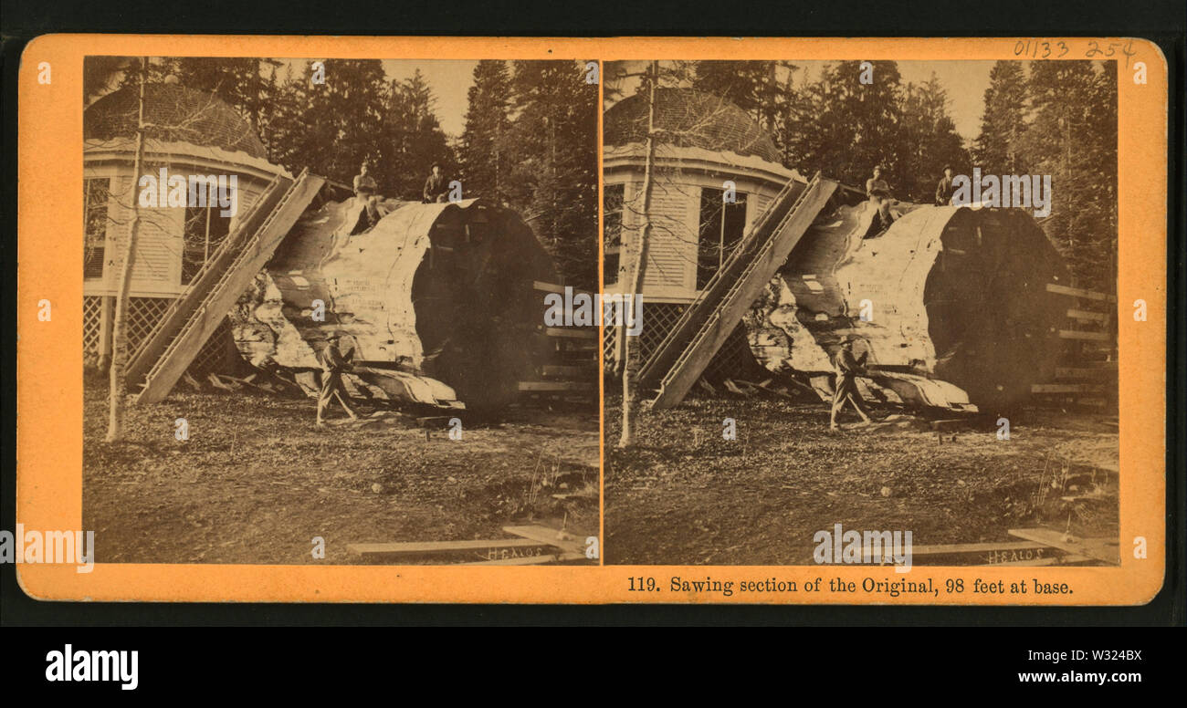 Sawing section of the Original, 98 feet at base, by Muybridge, Eadweard ...