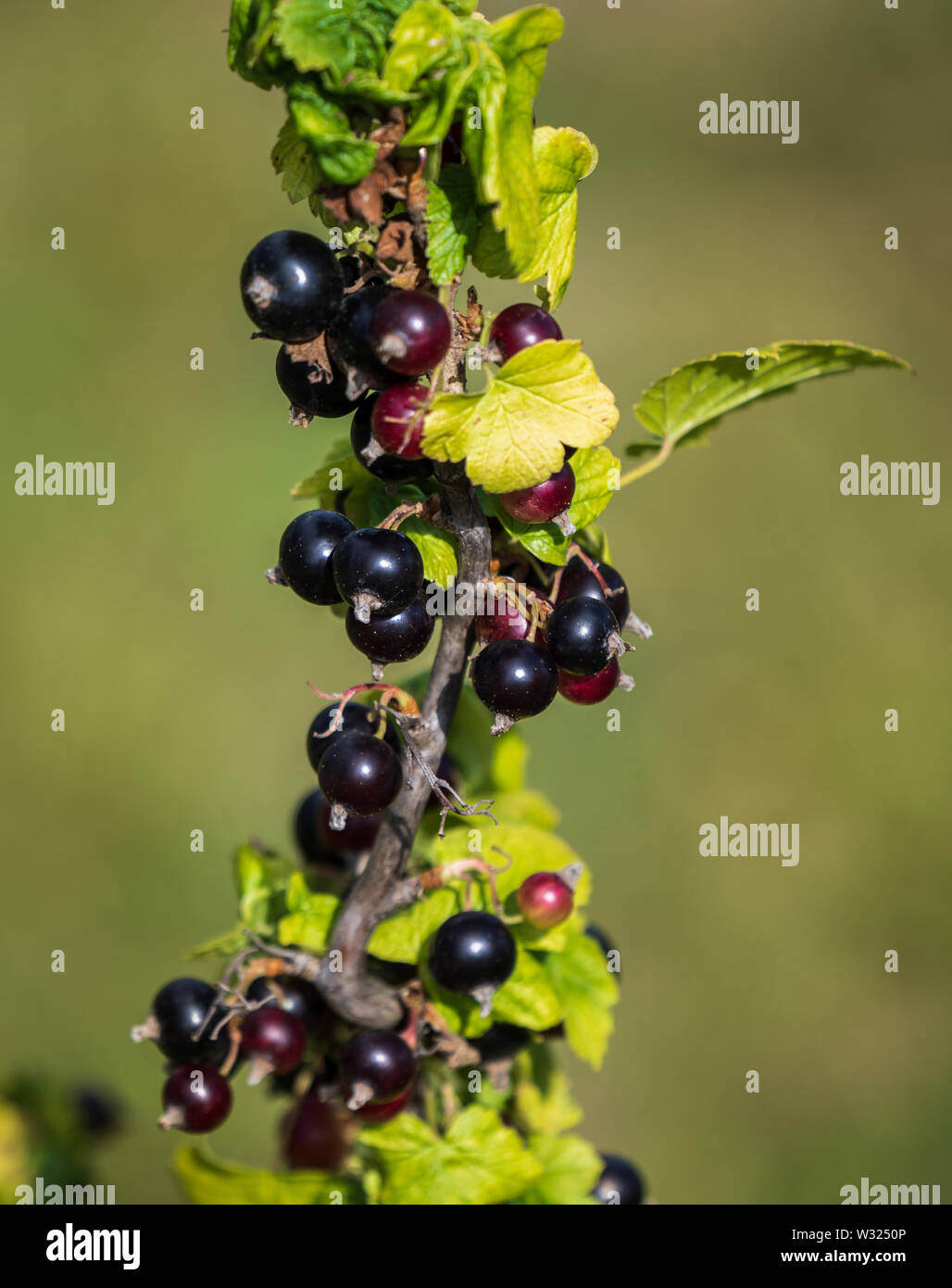 Black currant plant hi-res stock photography and images - Alamy
