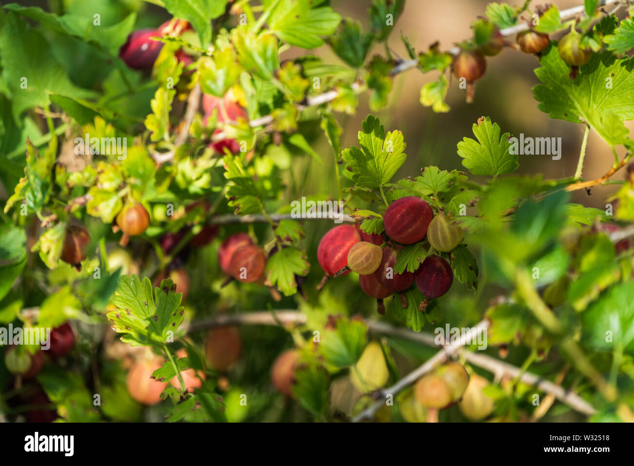 Gooseberry plant hi-res stock photography and images - Alamy