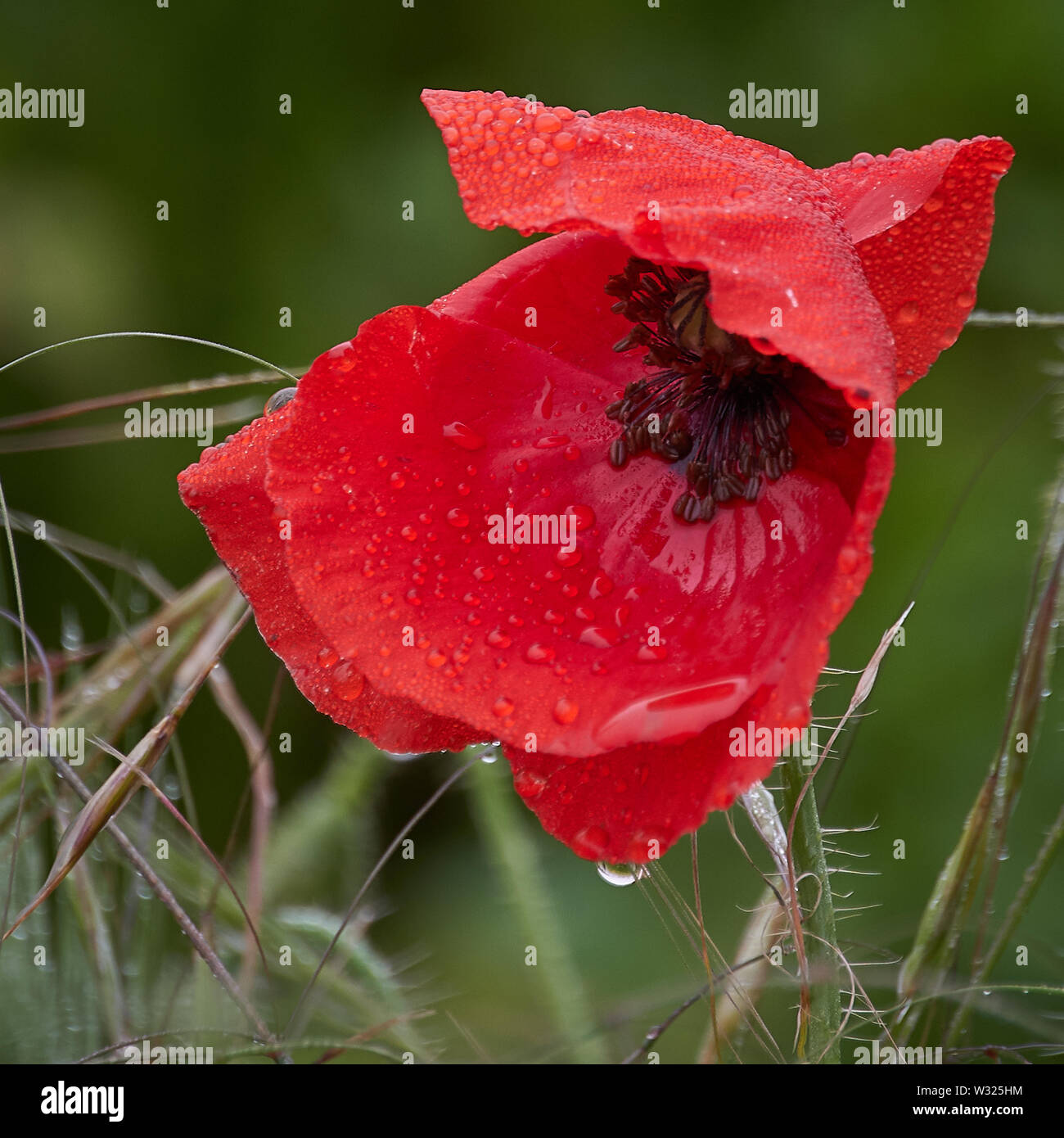 World war graves remembrance poppies hi-res stock photography and ...