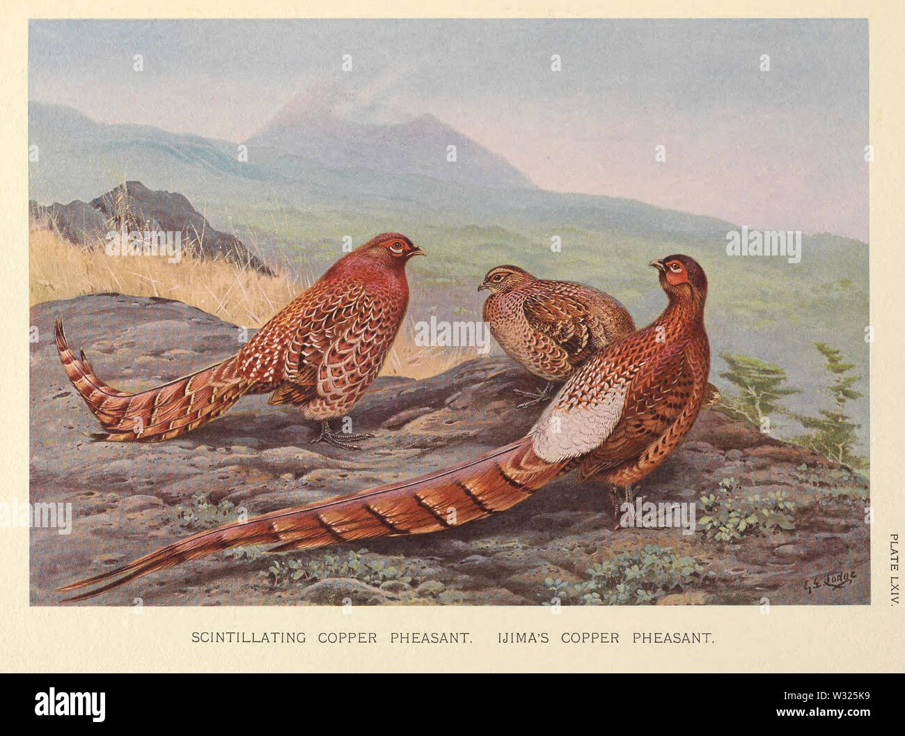 Scintillating and Ijima's Copper Pheasant by George Edward Lodge Stock ...