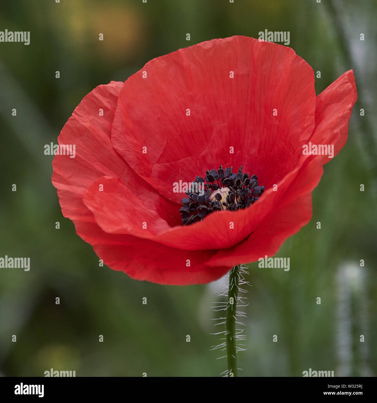 World war graves remembrance poppies hi-res stock photography and ...