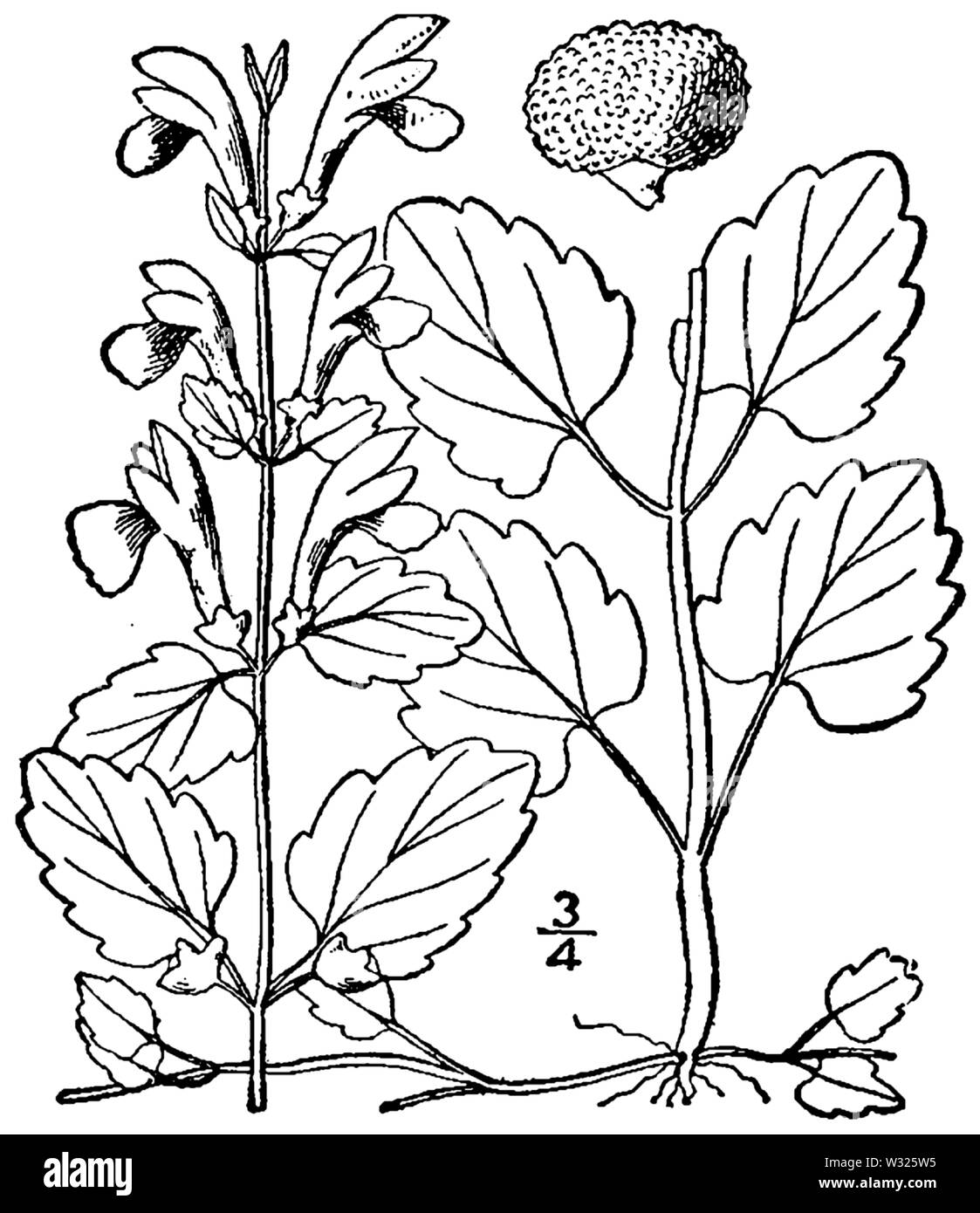 Botanical illustration of Scutellaria saxatilis from 1913 Stock Photo ...