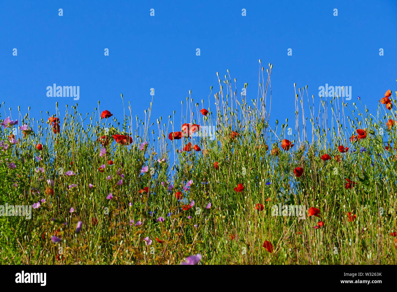 Roter Mohn, Klatschmohn auf einer Wiese im Sommer Stock Photo - Alamy