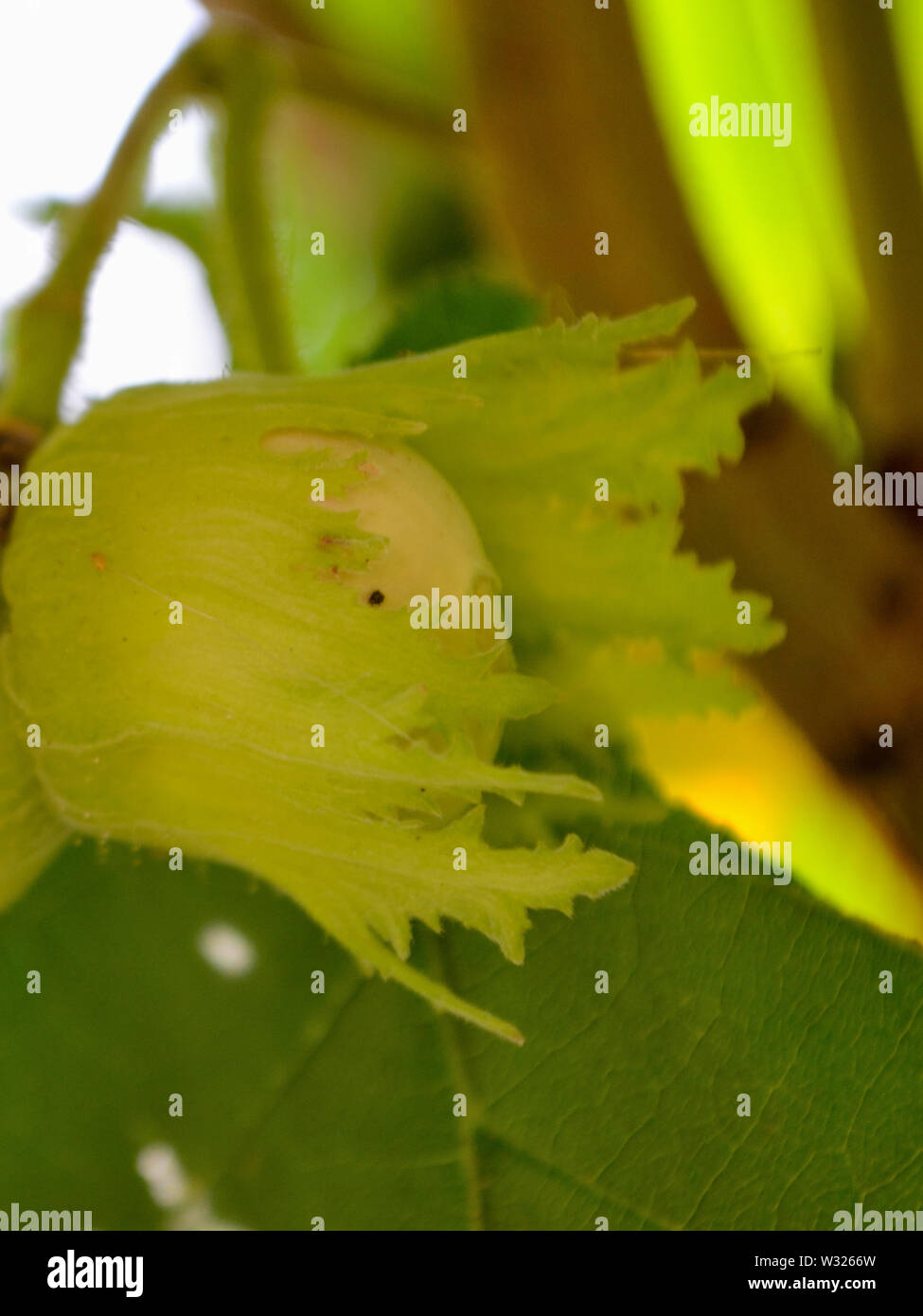 Cobnut tree hi-res stock photography and images - Alamy