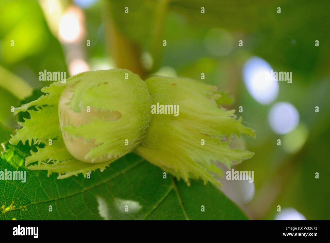 Cobnut tree hi-res stock photography and images - Alamy