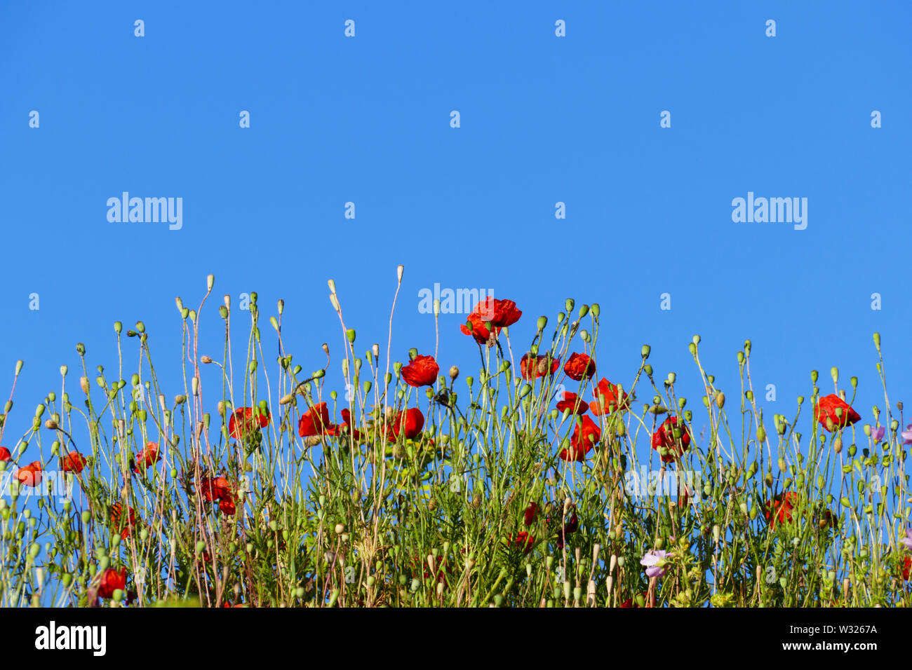 Klatschmohn im sommer hi-res stock photography and images - Alamy