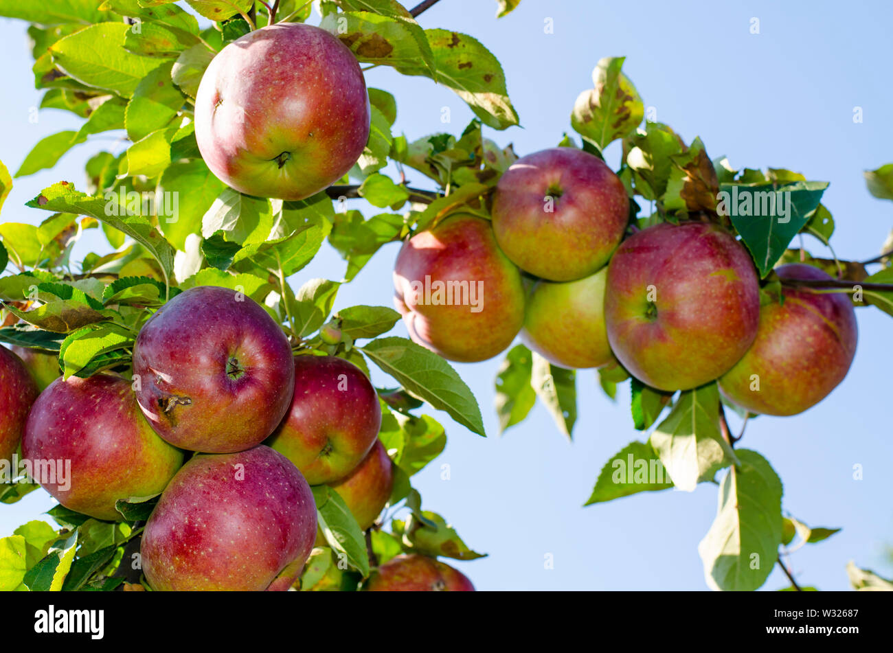 Ripe apples on tree Stock Photo - Alamy