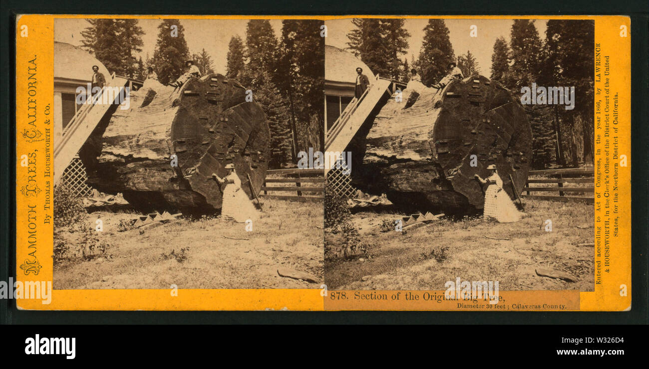 Section of the Big Tree, 30 feet in diameter, Calaveras County, by ...