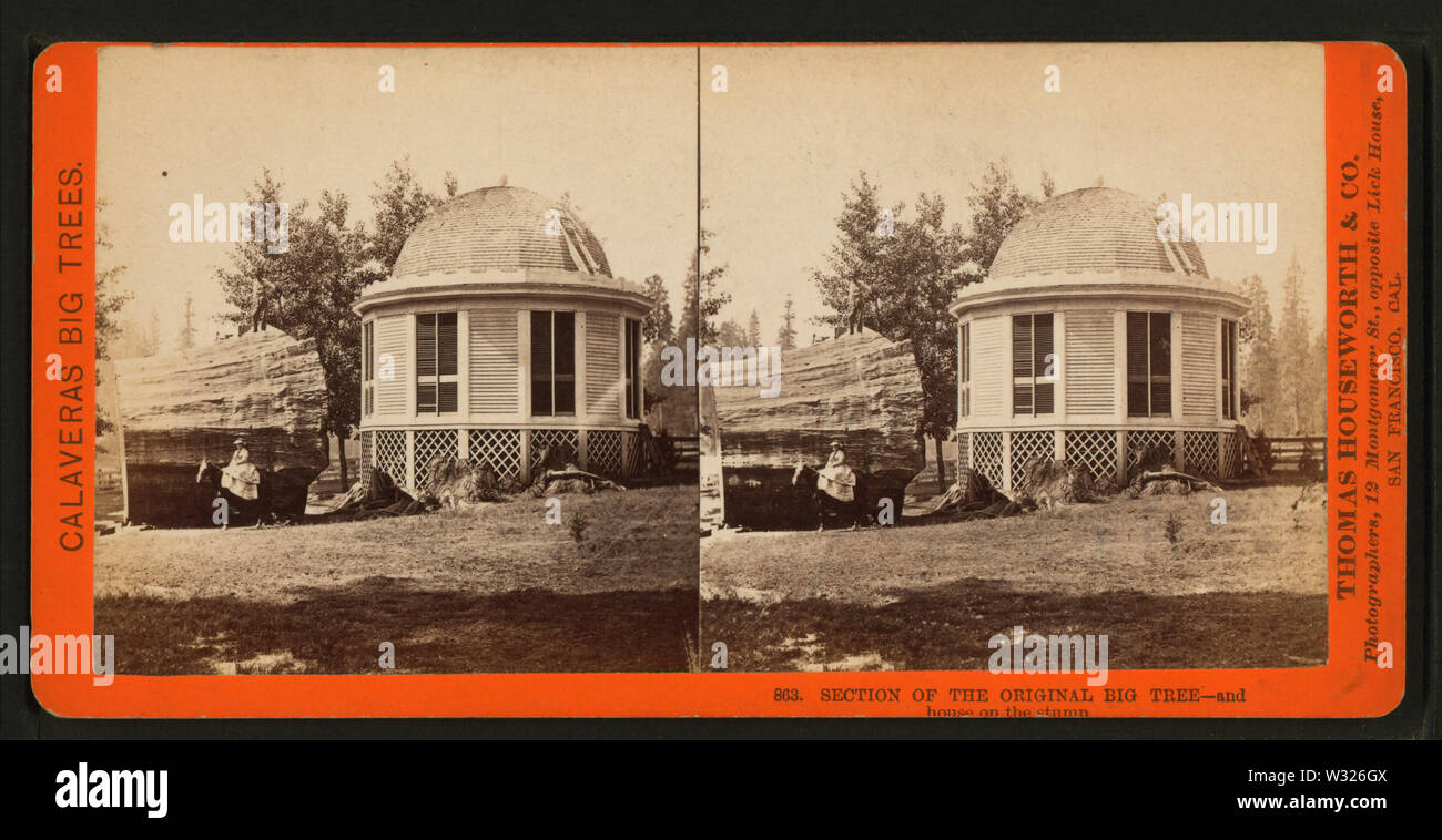 Section of the original Big Tree, and house on the Stump, by Lawrence ...