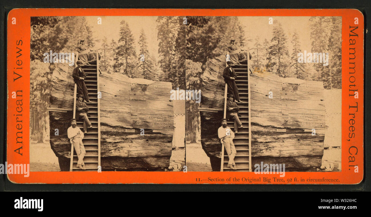 Section of the Original Big Tree, 92 ft in circumference, by E & HT ...