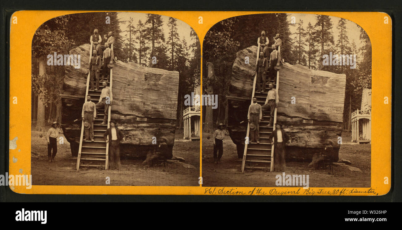 Section of the original Big Tree, 30 feet diameter, by Lawrence ...