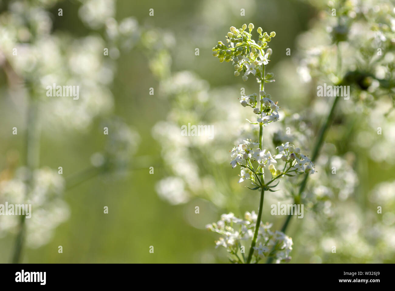 White meadow flowers Stock Photo - Alamy