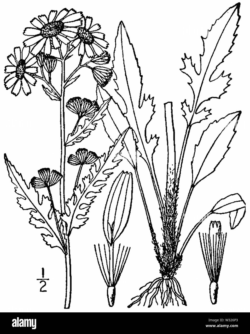 Senecio plattensis Black and White Stock Photos & Images - Alamy
