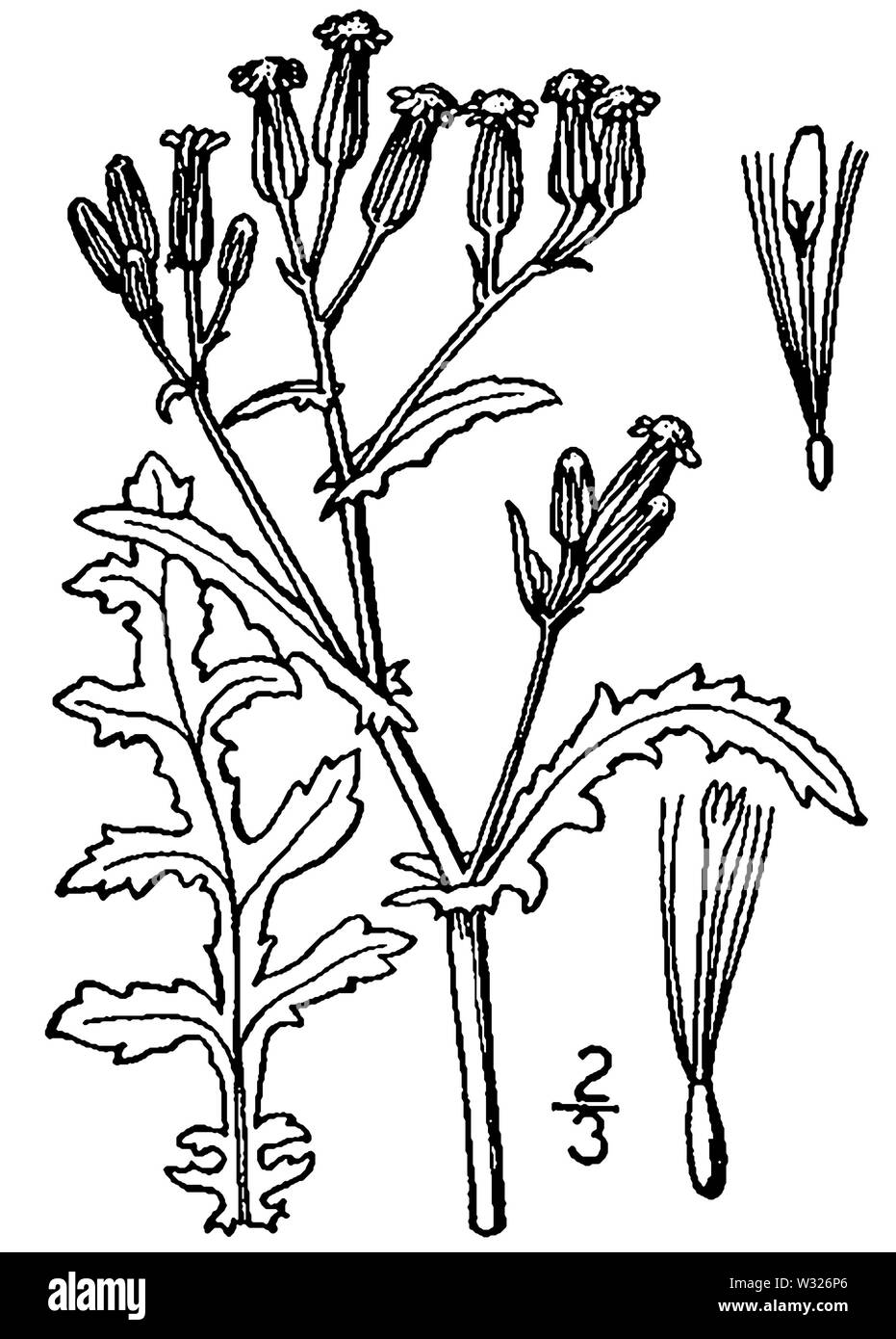 Senecio sylvaticus Black and White Stock Photos & Images - Alamy