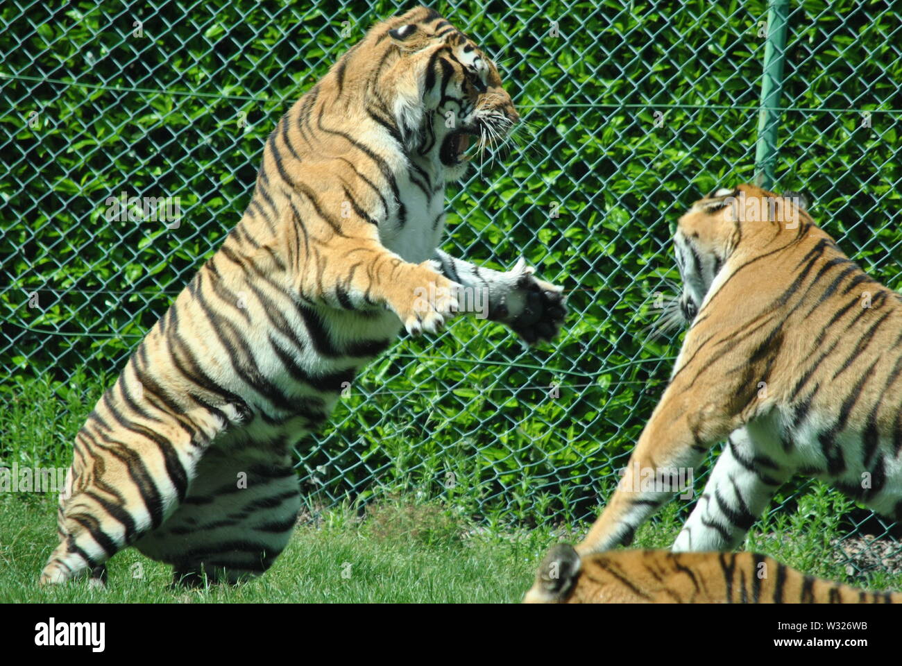 Fighting tigers hi-res stock photography and images - Alamy