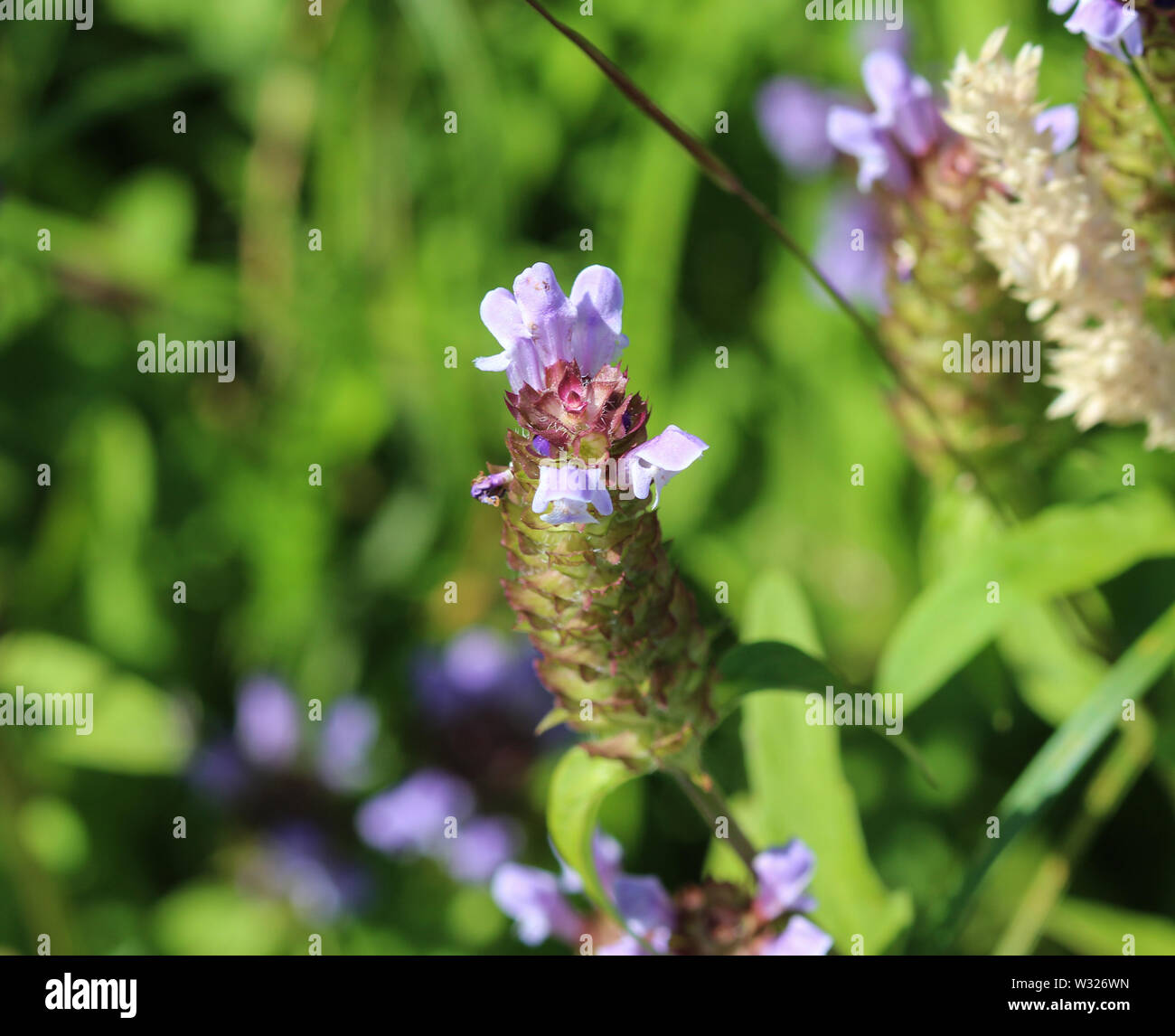 close up of Prunella vulgaris flower, known as common self heal, heal ...