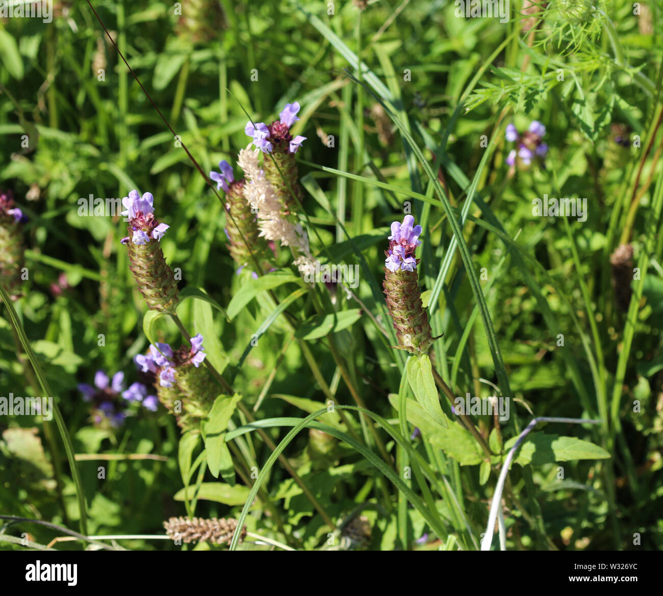 close up of Prunella vulgaris flower, known as common self heal, heal ...
