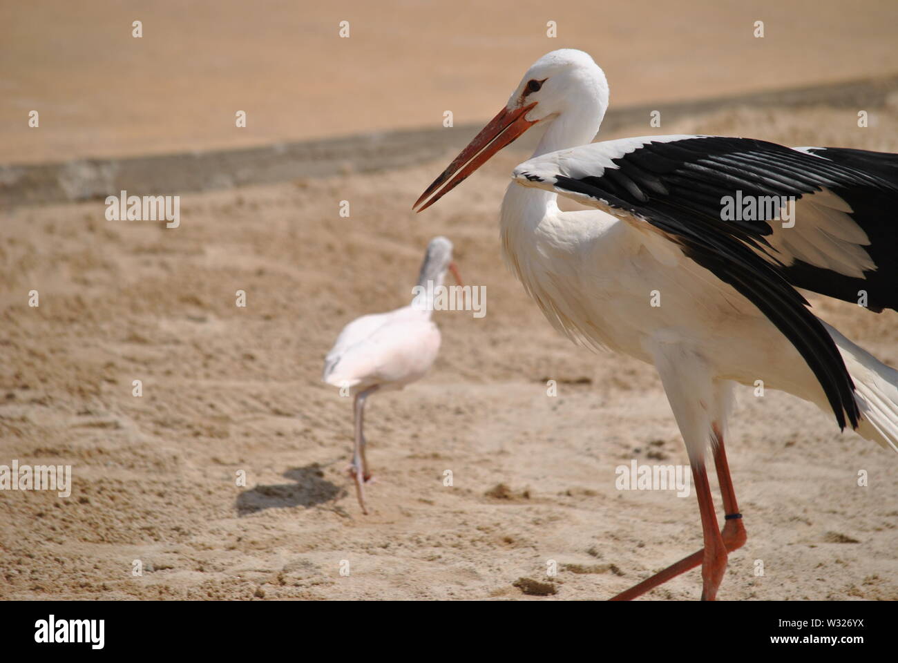 stork and white ibis Stock Photo - Alamy