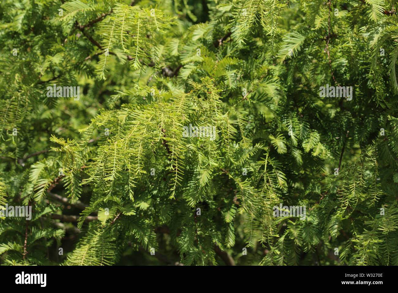 Bald cypress cone hi-res stock photography and images - Alamy