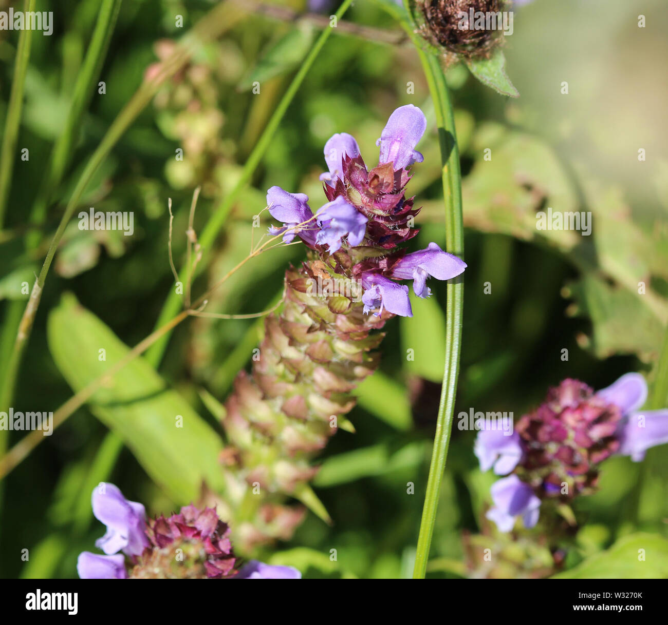 close up of Prunella vulgaris flower, known as common self heal, heal ...