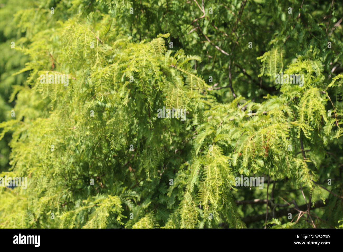 close up of Taxodium distichum (bald cypress) is a deciduous conifer ...