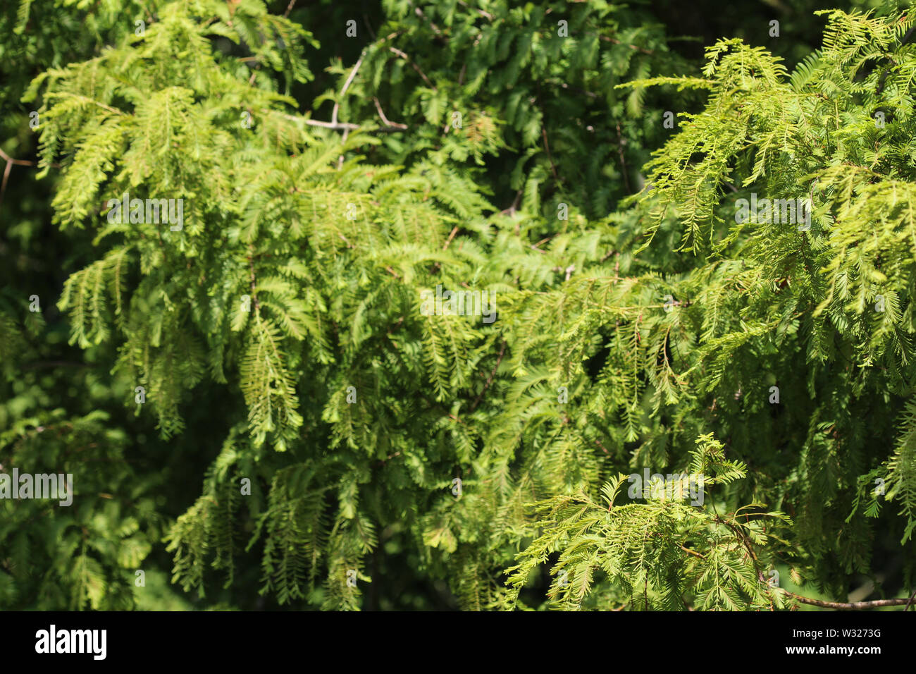 Taxodium distichum bald cypress hi-res stock photography and images - Alamy